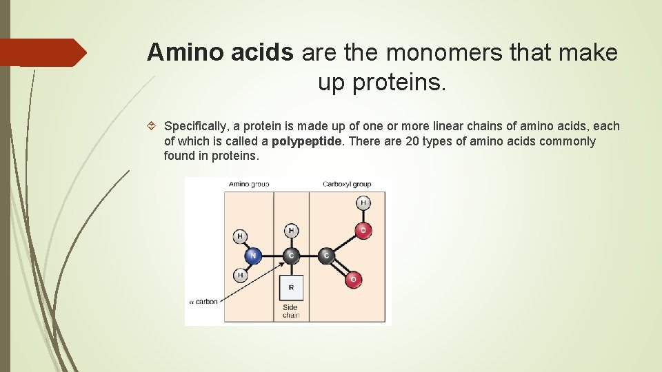 Protein Chemistry Chemical structure are the vocabulary of