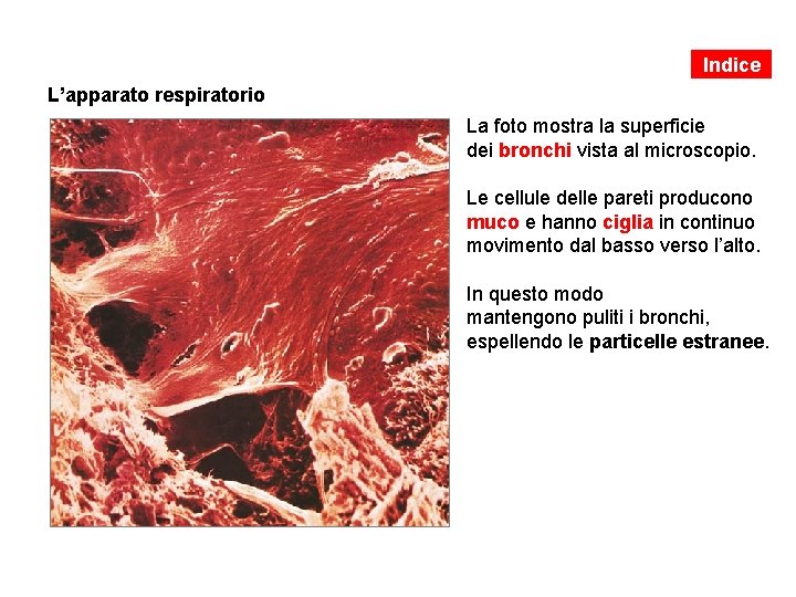 La respirazione Lapparato respiratorio Laria che entra ed