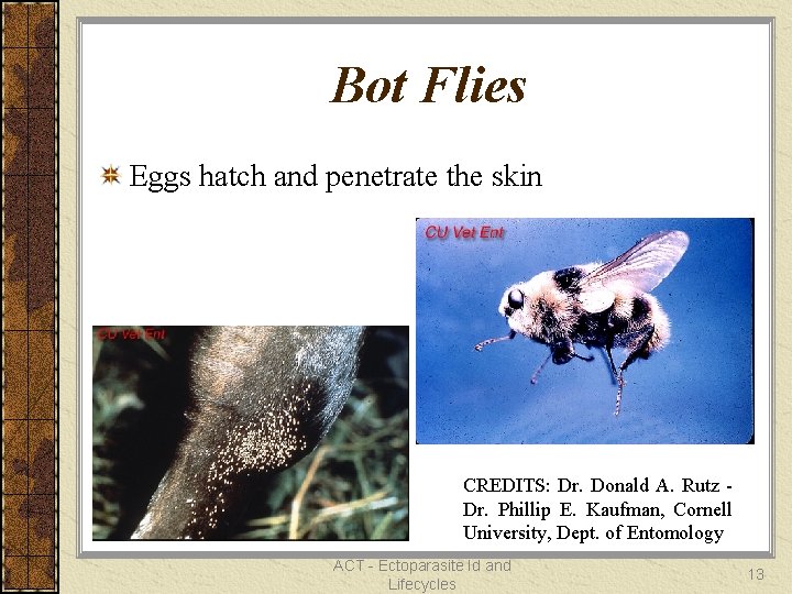 ACT Ectoparasite Id and Lifecycles 1 Arthropods Invertebrate