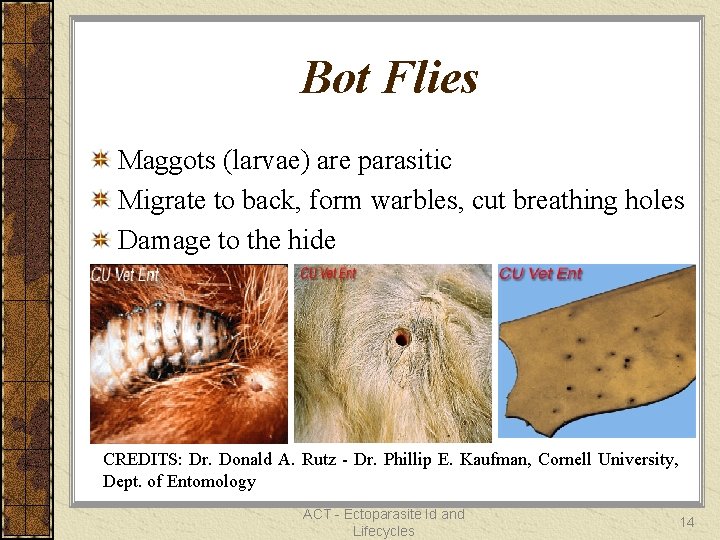 ACT Ectoparasite Id and Lifecycles 1 Arthropods Invertebrate