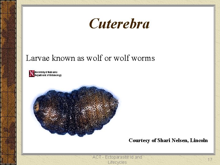 ACT Ectoparasite Id and Lifecycles 1 Arthropods Invertebrate