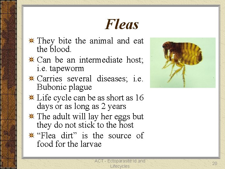ACT Ectoparasite Id and Lifecycles 1 Arthropods Invertebrate