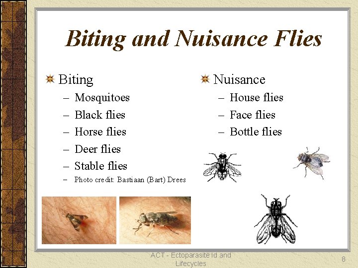 ACT Ectoparasite Id and Lifecycles 1 Arthropods Invertebrate