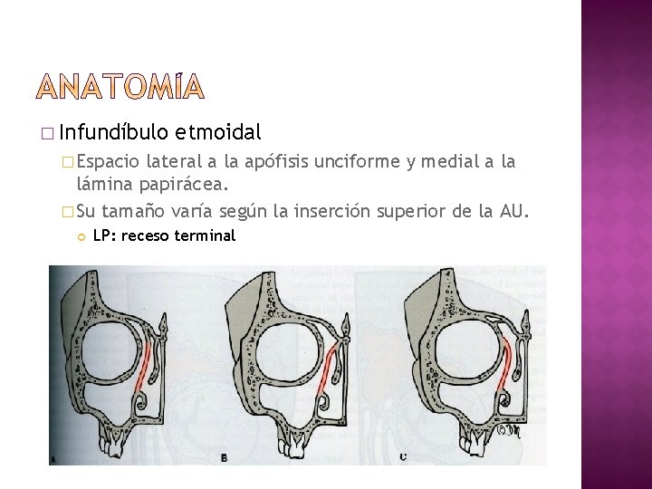 Apfisis unciforme Pequea lmina sea cubierta por mucosa