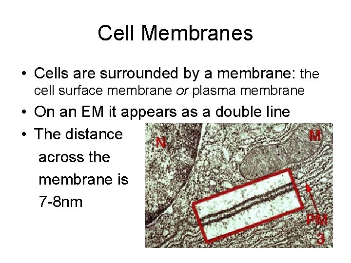 Cell Membranes Cell Membranes Cells are surrounded by