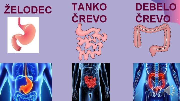 LOVEKO TELO Veraj smo ponovili zunanje dele telesa