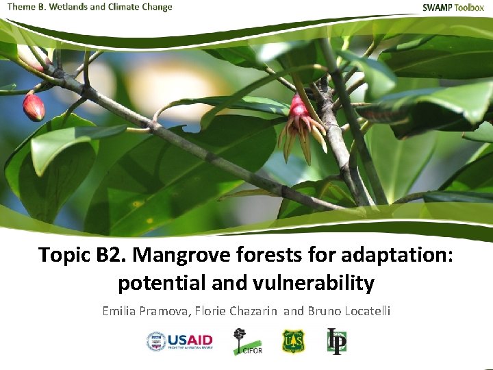 Topic B 2 Mangrove forests for adaptation potential