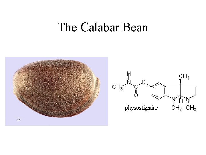 Ethnobotany and Geography Features of Ethnobotany of Africa