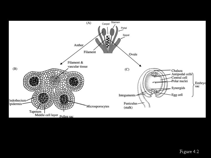 PS 452 Plant Development Feng Chen Department of