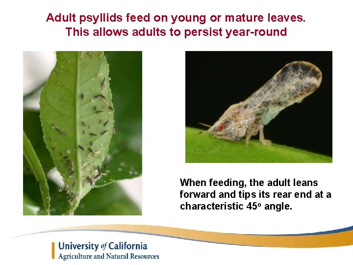 Asian citrus psyllid the citrus disease huanglongbing Training
