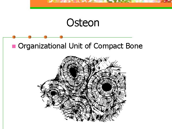 Microscopic Structure of Bone Osseous Tissue Another name