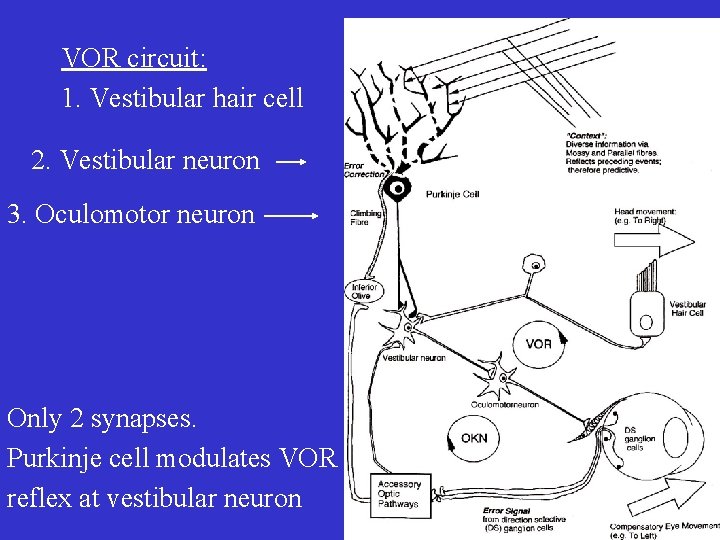 Summary of Lecture 3 VETS 2011 Cerebellum Demo