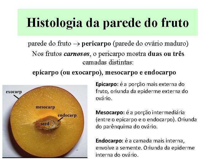 Morfologia Vegetal o fruto parte 1 Profa Ana