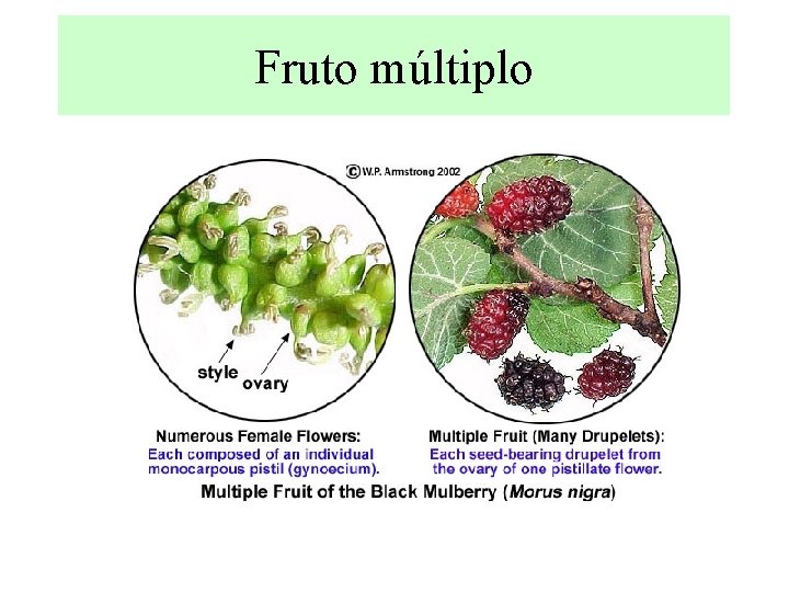 Morfologia Vegetal o fruto parte 1 Profa Ana