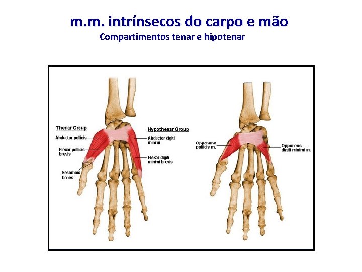 ANATOMIA TOPOGRFICA DOS MEMBROS SUPERIORES AULA 5 Msculos