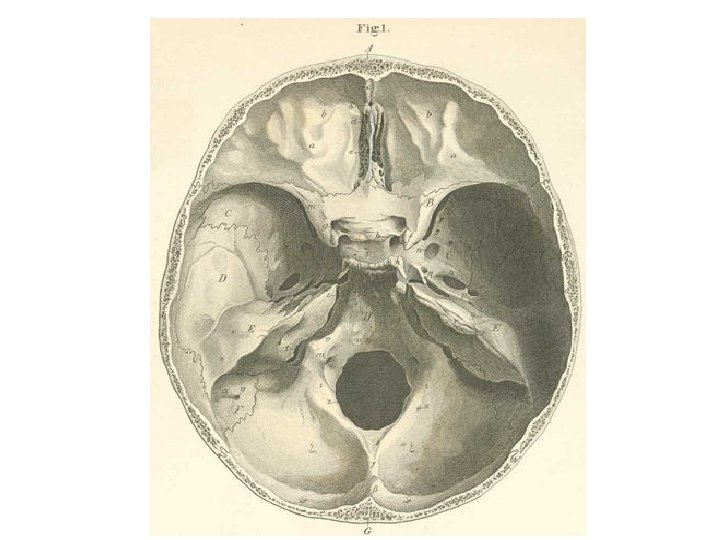 Above Frontal View Legend 1 Mental tubercle 2