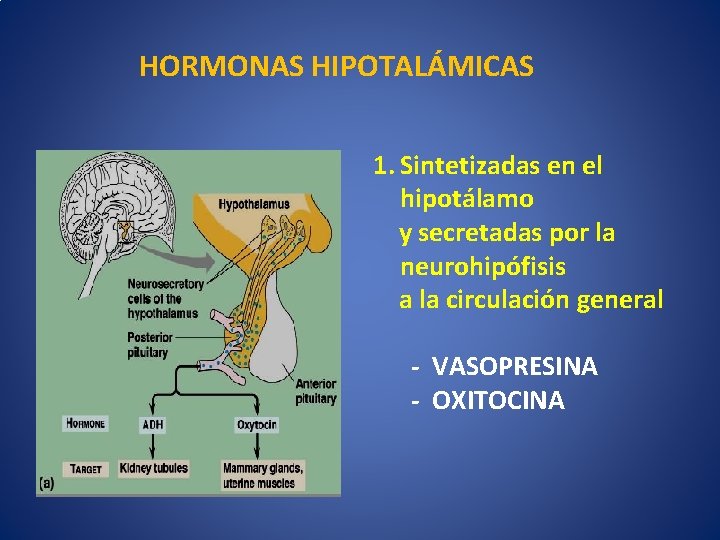 TRASTORNOS HIPOTALAMOHIPOFISIARIOS DR Medina Enfermedades del Sistema ...