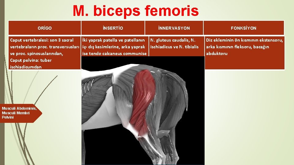 MYOLOGA zel Mm cutanei deri kaslar 1 M