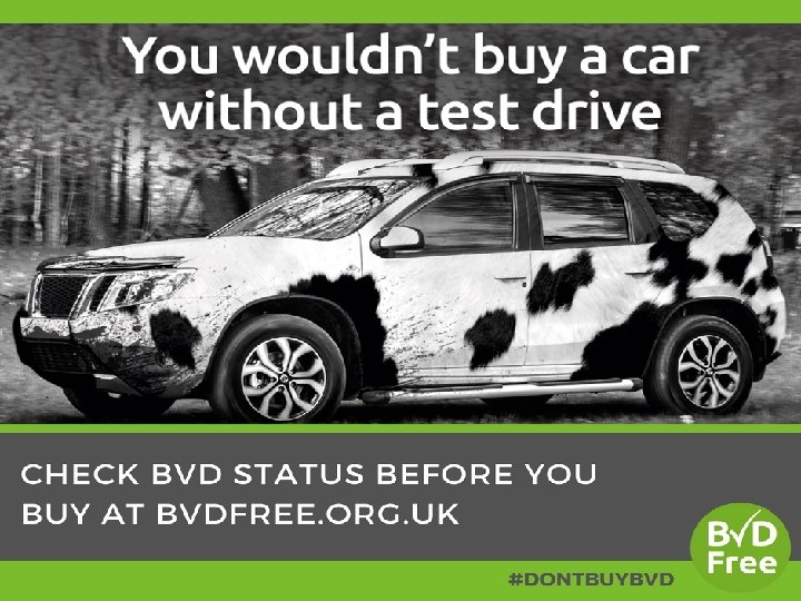 What is BVD Virus infection of cattle BVD