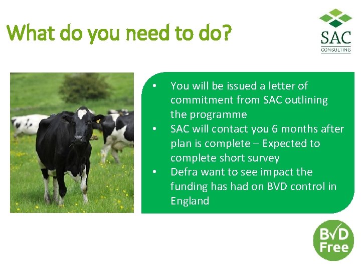 What is BVD Virus infection of cattle BVD