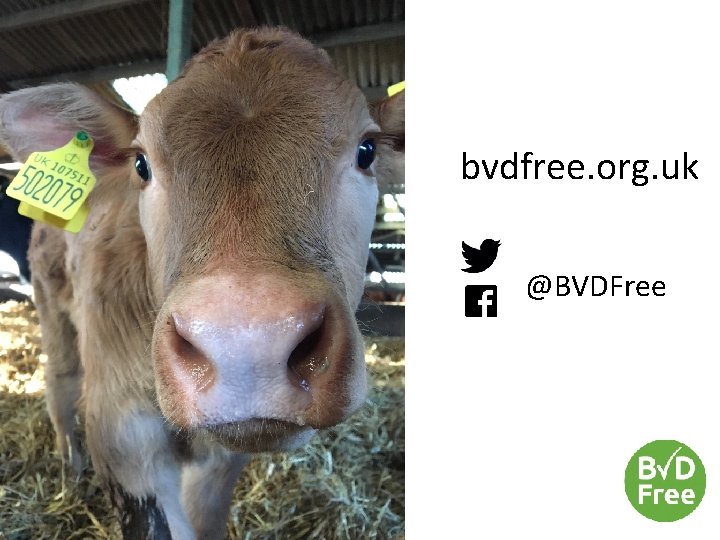 What is BVD Virus infection of cattle BVD