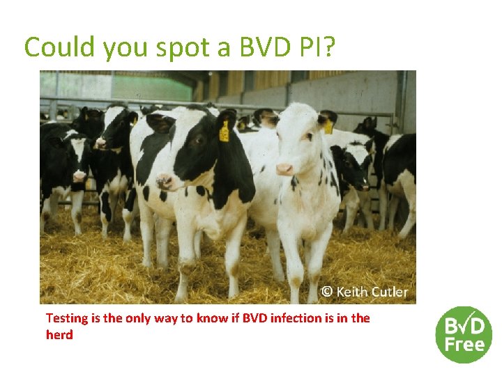 What is BVD Virus infection of cattle BVD
