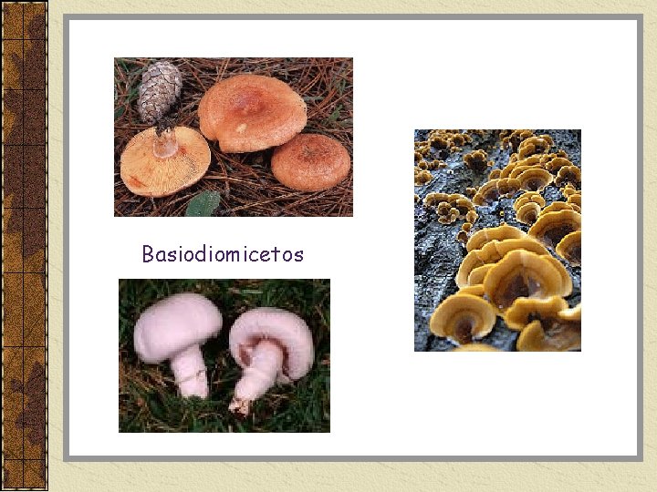 TEMA 3 LA CLASSIFICACI DELS SSERS VIUS I