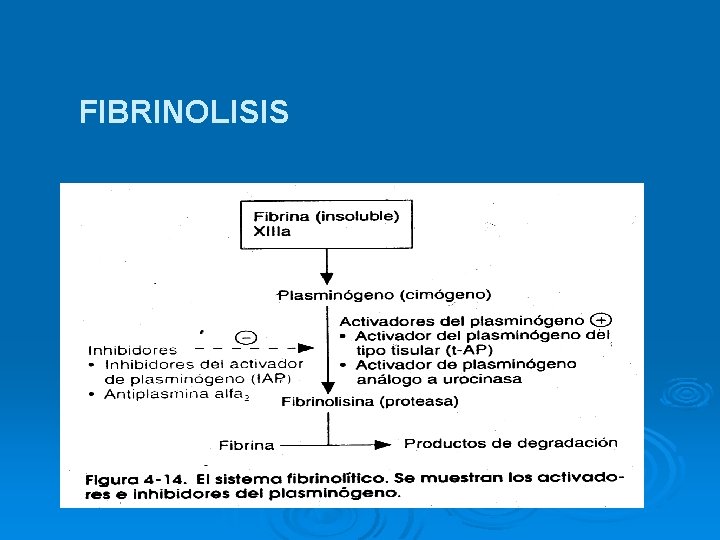 HEMOSTASIA Y COAGULACIN PLAQUETAS Enzimas para sntesis de