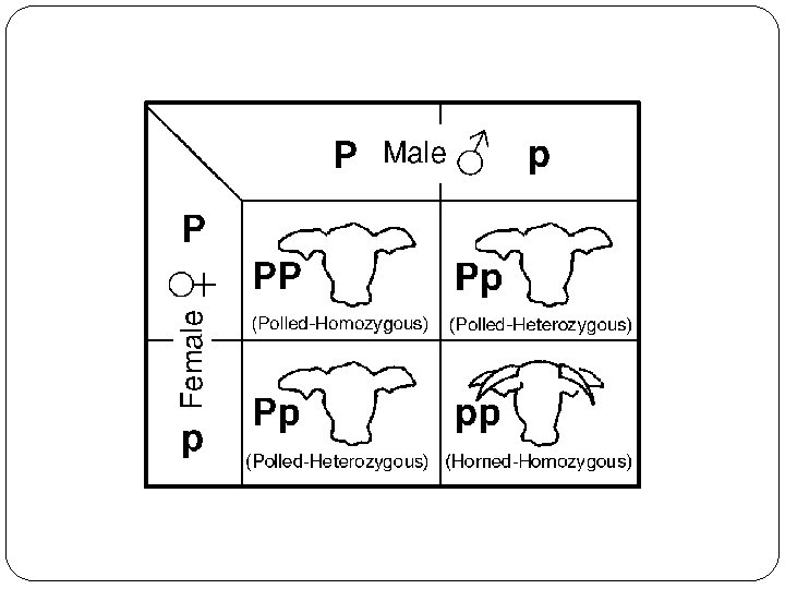 Mendels Law of Inheritance Genotypes Phenotypes Punnett Square