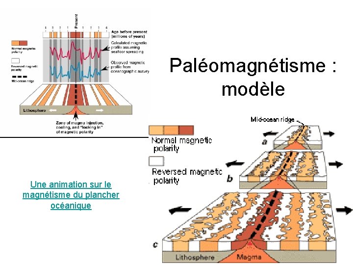 TECTONIQUE DES PLAQUES La drive des continents Les