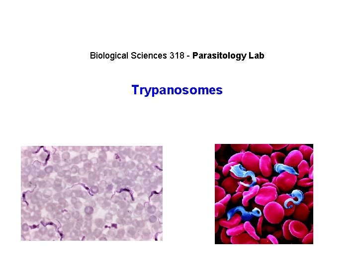 Biological Sciences 318 Parasitology Lab Trypanosomes Trypanosomes Kingdom