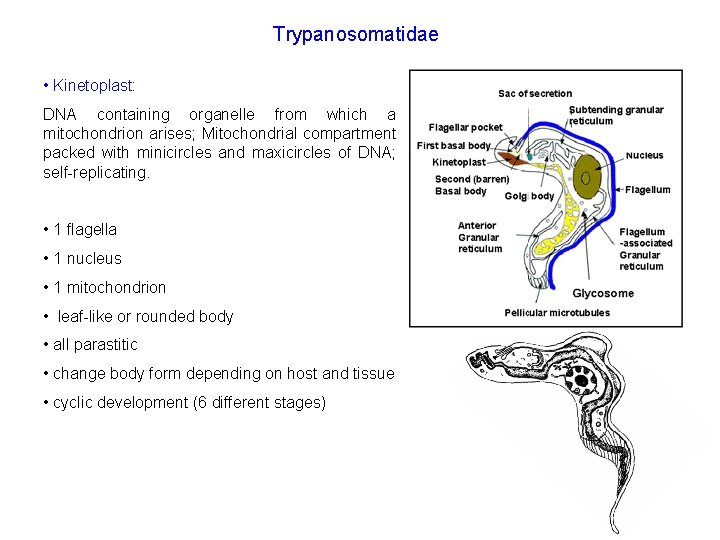 Biological Sciences 318 Parasitology Lab Trypanosomes Trypanosomes Kingdom