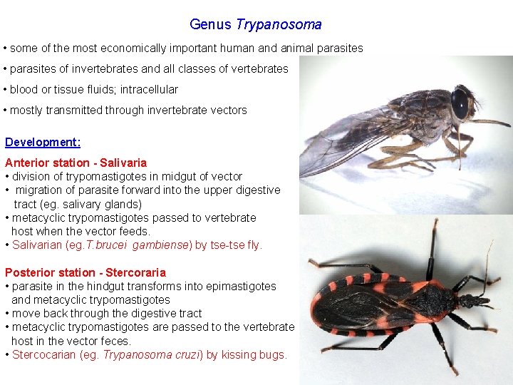 Biological Sciences 318 Parasitology Lab Trypanosomes Trypanosomes Kingdom