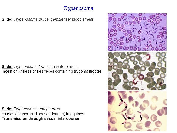 Biological Sciences 318 Parasitology Lab Trypanosomes Trypanosomes Kingdom