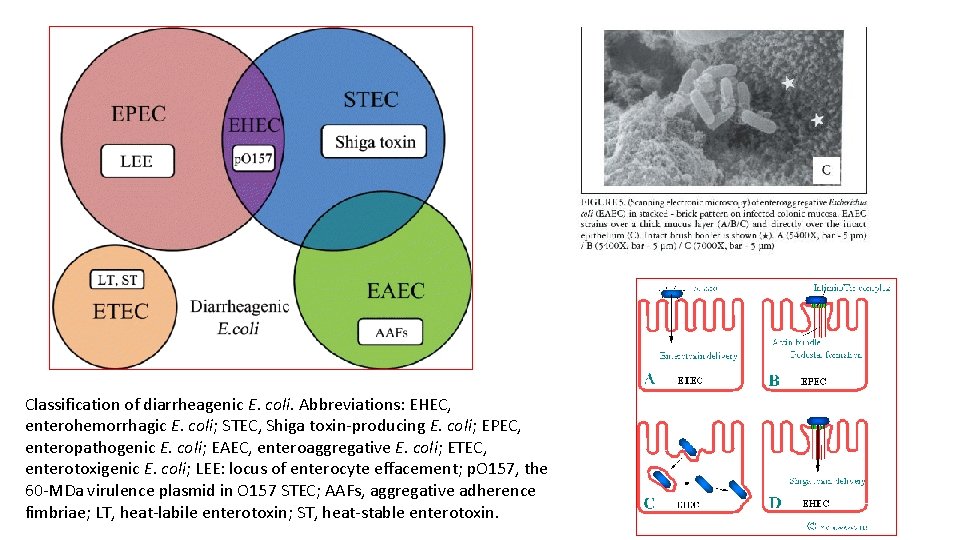 Introduction to Microbiology Anas AbuHumaidan M D Ph