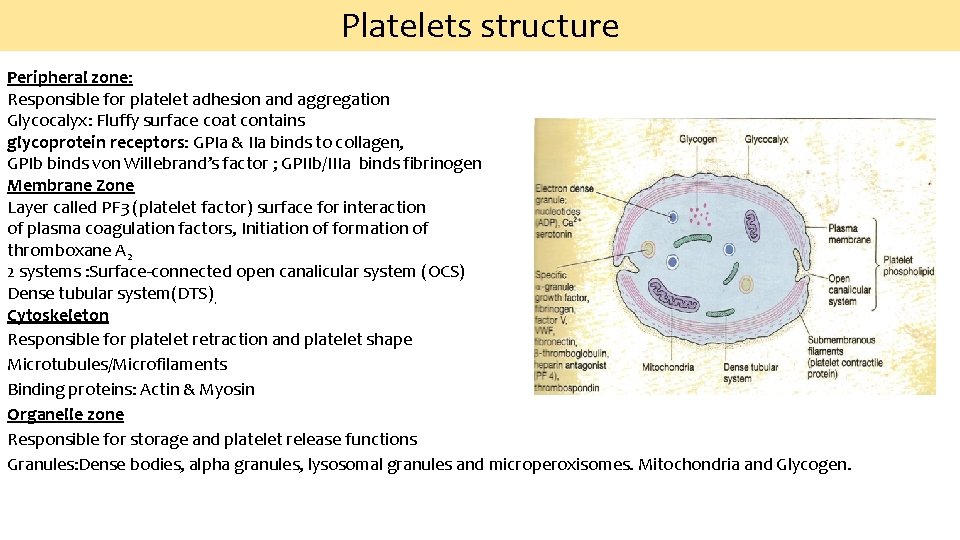 Blood cells Platelets Thrombocytes By Dr Sunita Mittal