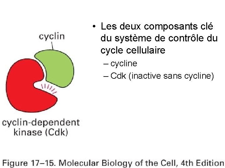 LE CYCLE CELLULAIRE II Constitution du systme de