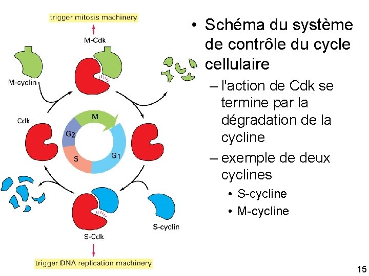 LE CYCLE CELLULAIRE II Constitution du systme de