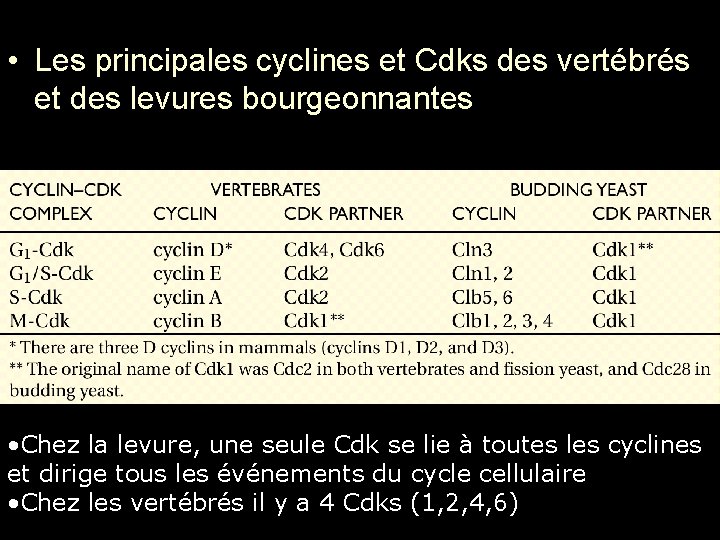 LE CYCLE CELLULAIRE II Constitution du systme de