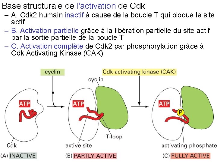LE CYCLE CELLULAIRE II Constitution du systme de