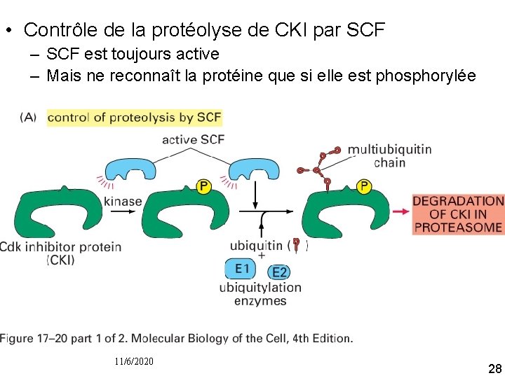 LE CYCLE CELLULAIRE II Constitution du systme de