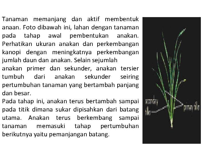 FASE PERTUMBUHAN PADI Fasefase pertumbuhan padi ini disajikan
