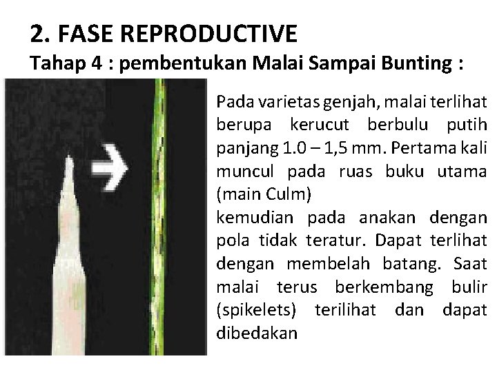 FASE PERTUMBUHAN PADI Fasefase pertumbuhan padi ini disajikan