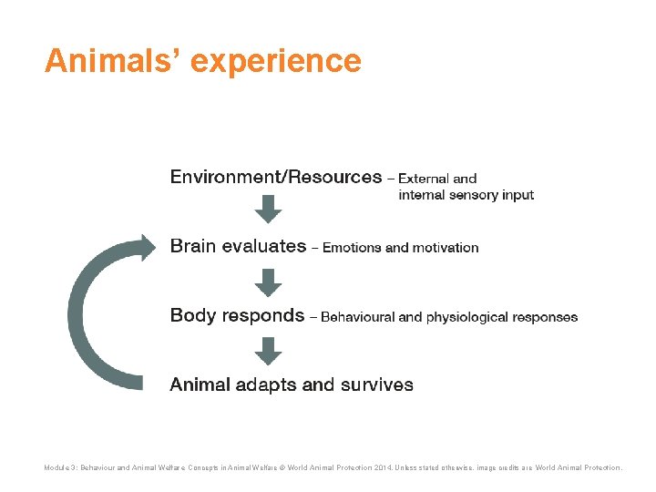 Module 3 Behaviour and Animal Welfare This lecture