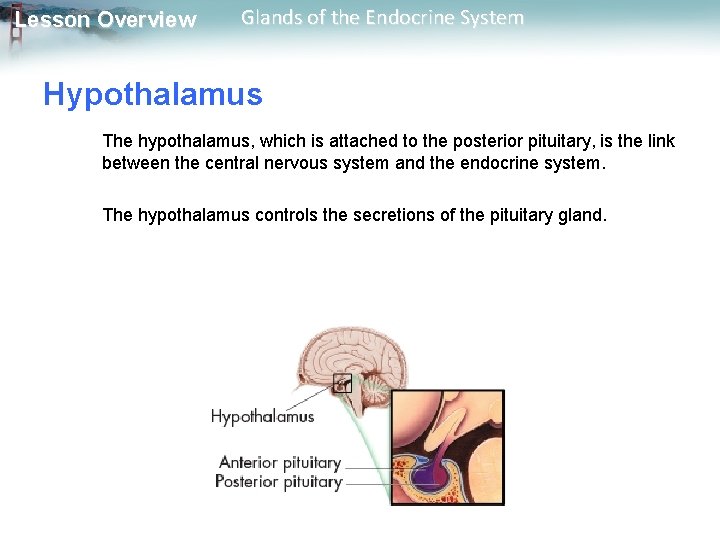 Lesson Overview Glands of the Endocrine System Lesson