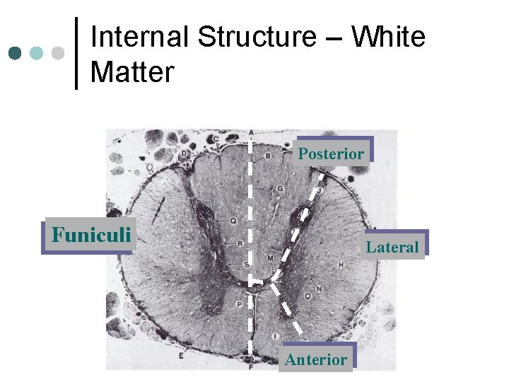 Spinal Cord Medical Neuroscience Dr Wiegand Directions dorsal