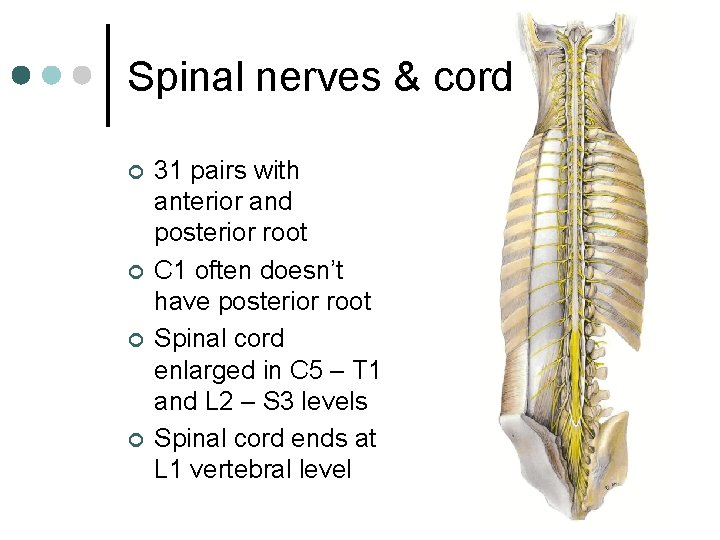 Spinal Cord Medical Neuroscience Dr Wiegand Directions dorsal