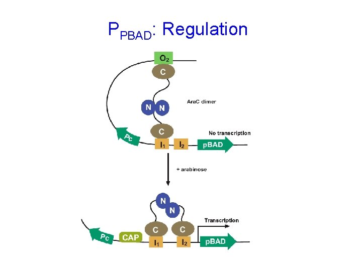 Protein Expression Systems Bacterial Cellfree Yeast Mammalian Insect