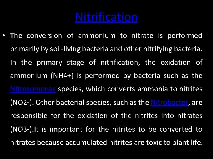 NITROBACTERIACEAE Nitrification The conversion of ammonium to nitrate