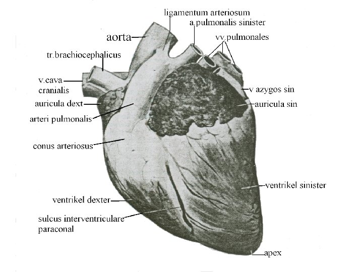 VISCERA ABDOMEN DEXTER colon duodenum Ren dext caecum